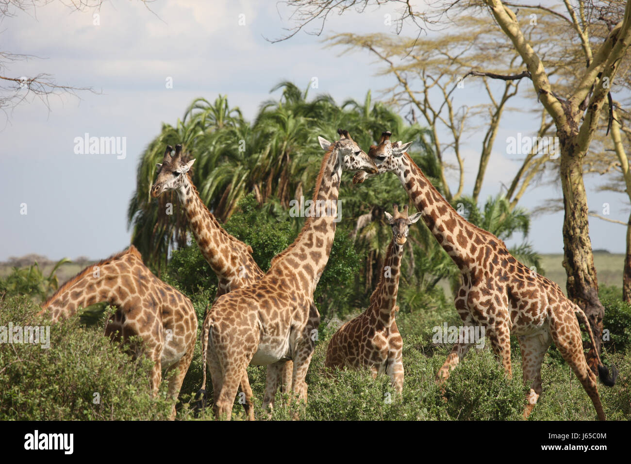 Wild Giraffe mammal africa savannah Kenya (Giraffa camelopardalis Stock ...