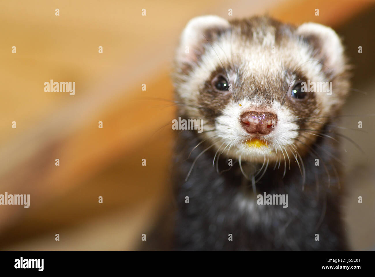 Ferret hunting hi-res stock photography and images - Alamy