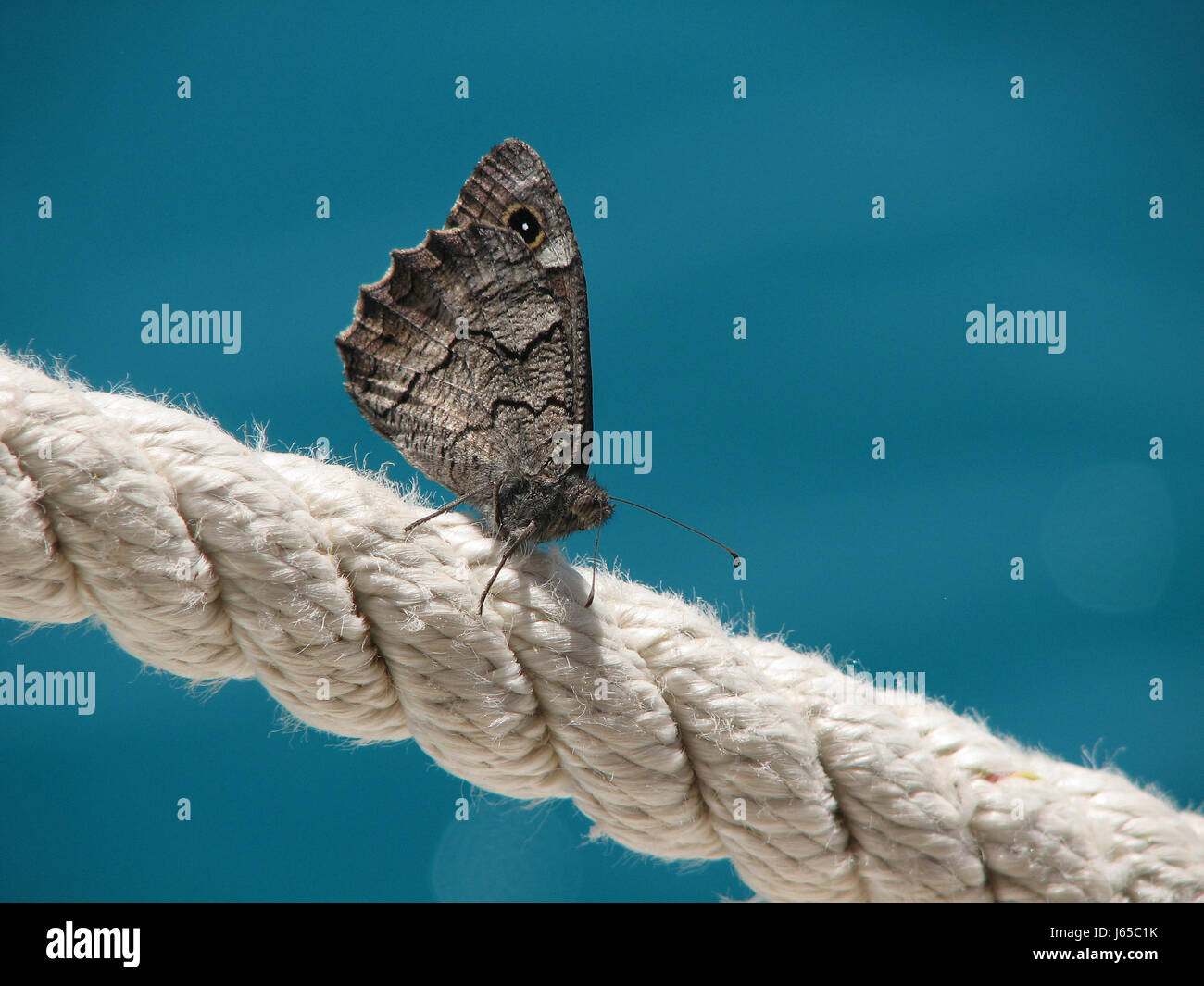 insect insects butterfly water mediterranean salt water sea ocean moth ...