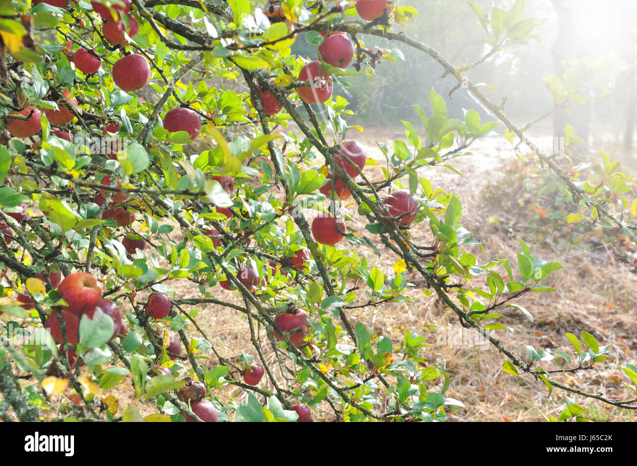 apple tree with red apples in the misty countryside Stock Photo - Alamy