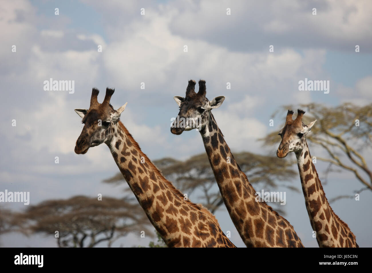 Wild Giraffe mammal africa savannah Kenya (Giraffa camelopardalis Stock ...