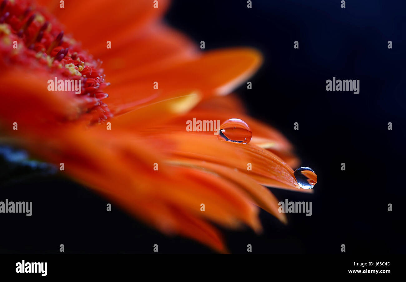 mirroring dreams moment beauty drop drip drops seeping sopping drips ...