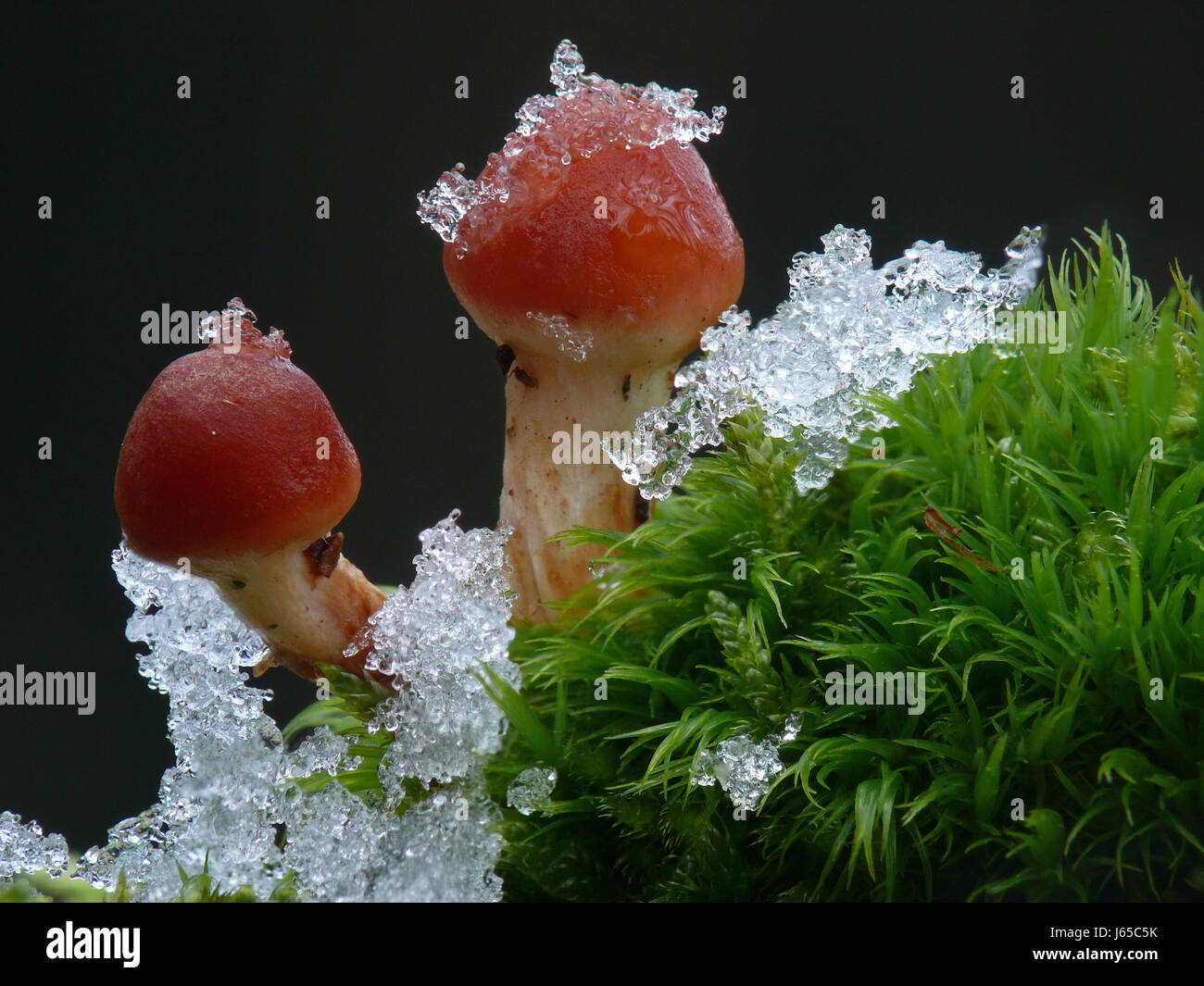 winter frost mushrooms snow cold ice snowflakes moss ice age mushroom ...