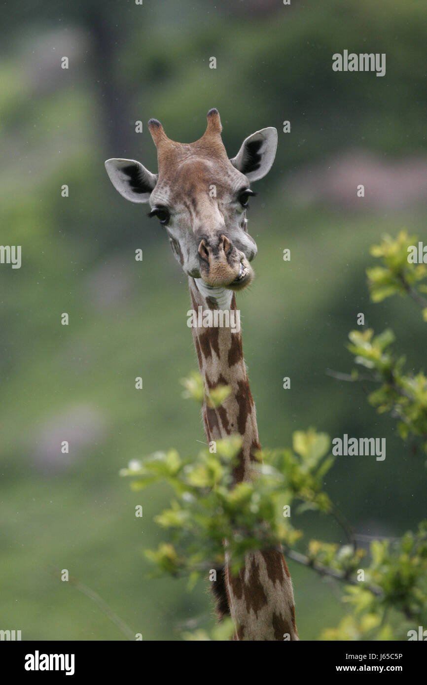 Wild Giraffe mammal africa savannah Kenya (Giraffa camelopardalis Stock ...