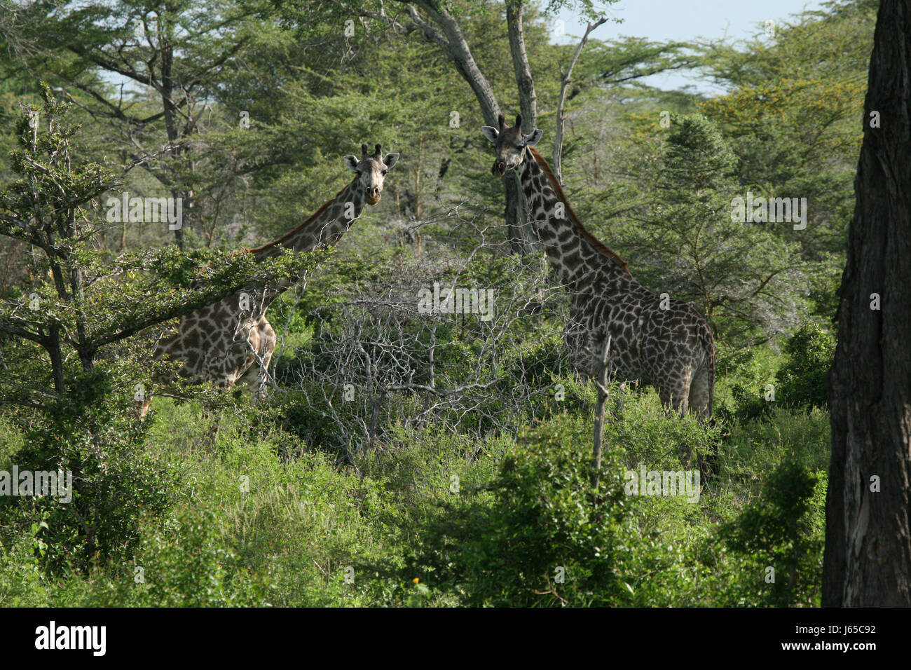 Wild Giraffe mammal africa savannah Kenya (Giraffa camelopardalis Stock ...