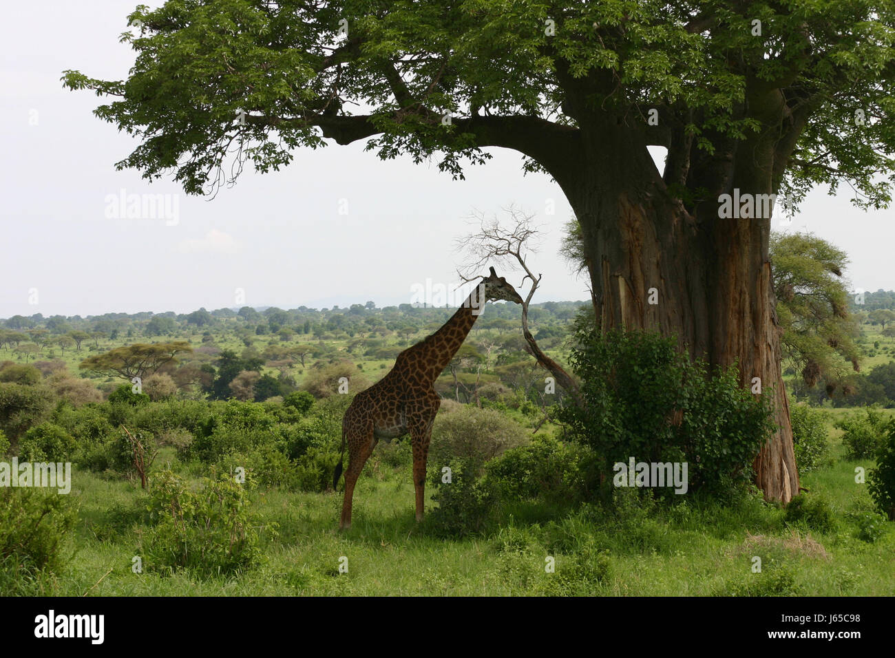 Wild Giraffe mammal africa savannah Kenya (Giraffa camelopardalis Stock ...