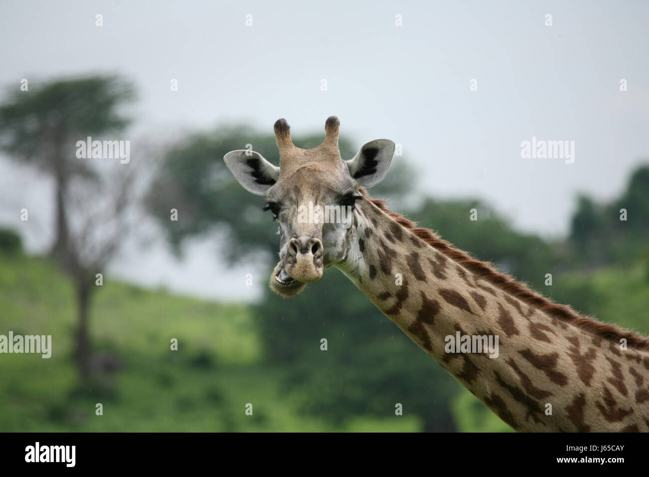 Wild Giraffe mammal africa savannah Kenya (Giraffa camelopardalis Stock ...
