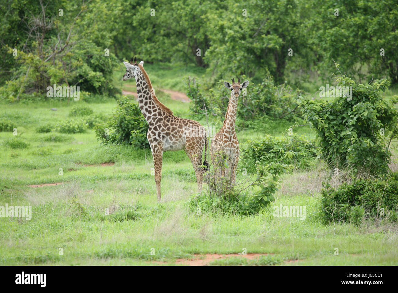 Wild Giraffe mammal africa savannah Kenya (Giraffa camelopardalis Stock ...