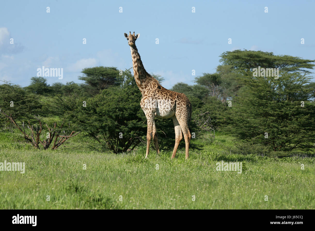 Wild Giraffe mammal africa savannah Kenya (Giraffa camelopardalis Stock ...