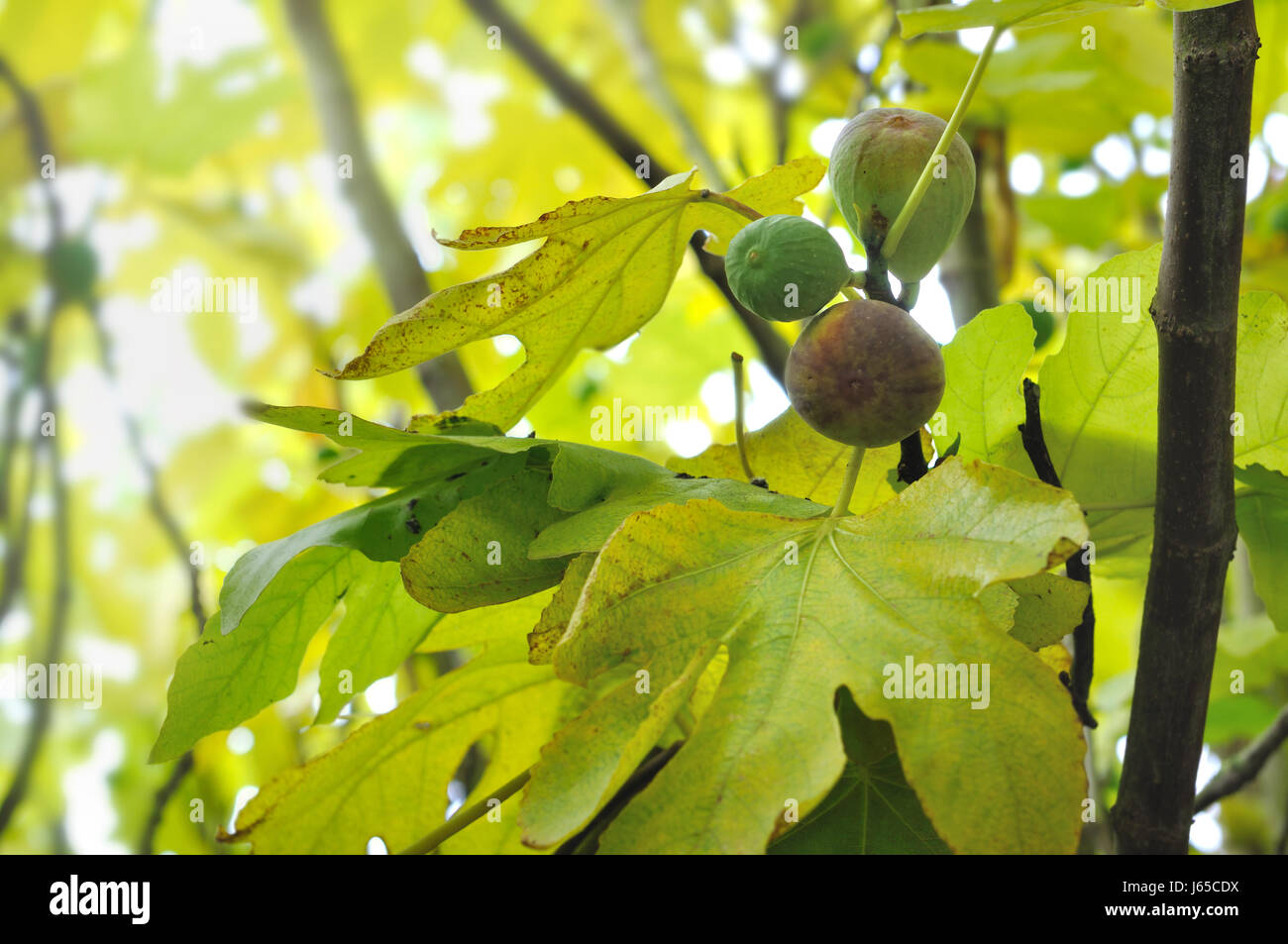 close on figs in the tree among foliage Stock Photo - Alamy