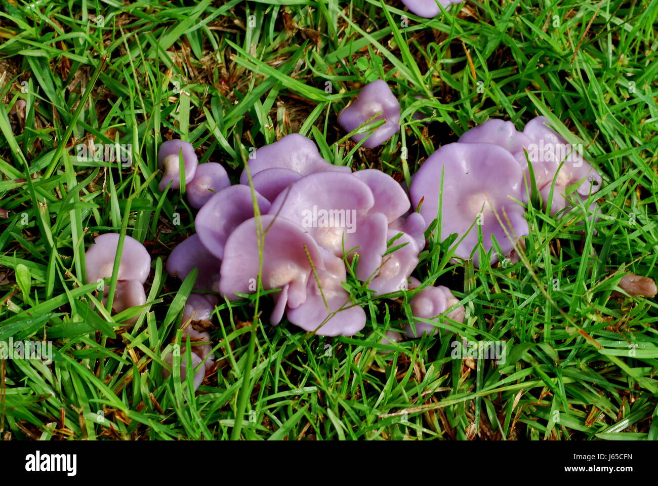 purple mushrooms toadstool colour coloured purple mushrooms toadstools ...