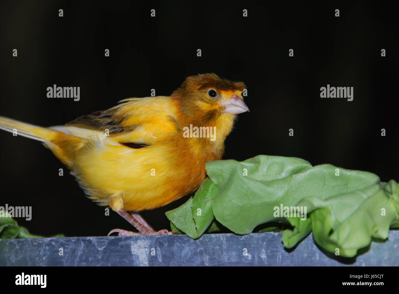Corona consort hi-res stock photography and images - Alamy
