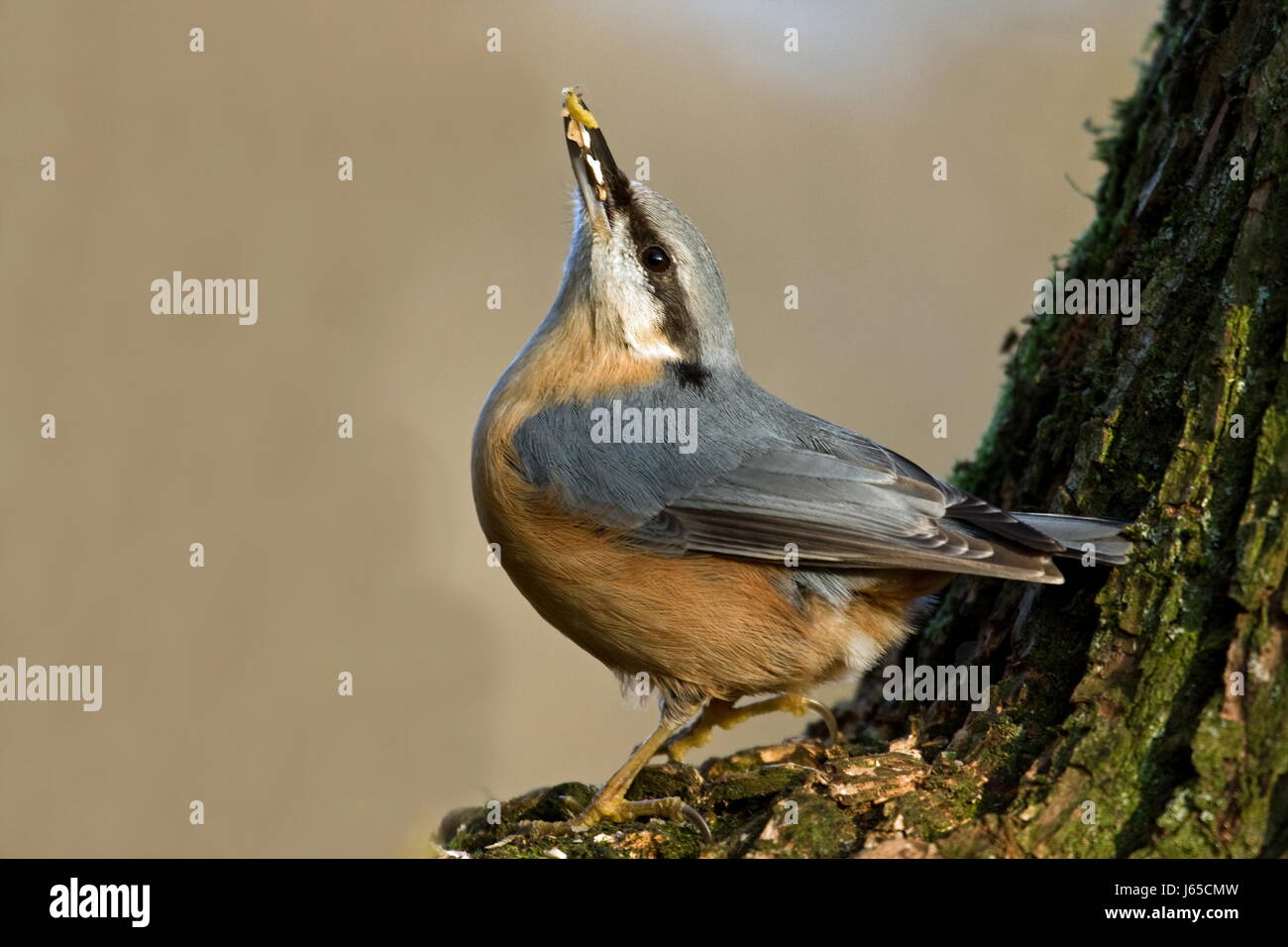 fodder eye organ beak side view singing-bird bobolinks beaks elongate ...