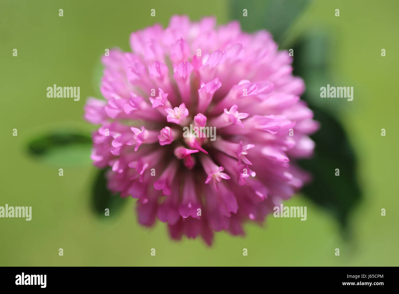 Pink clover flower Stock Photo - Alamy