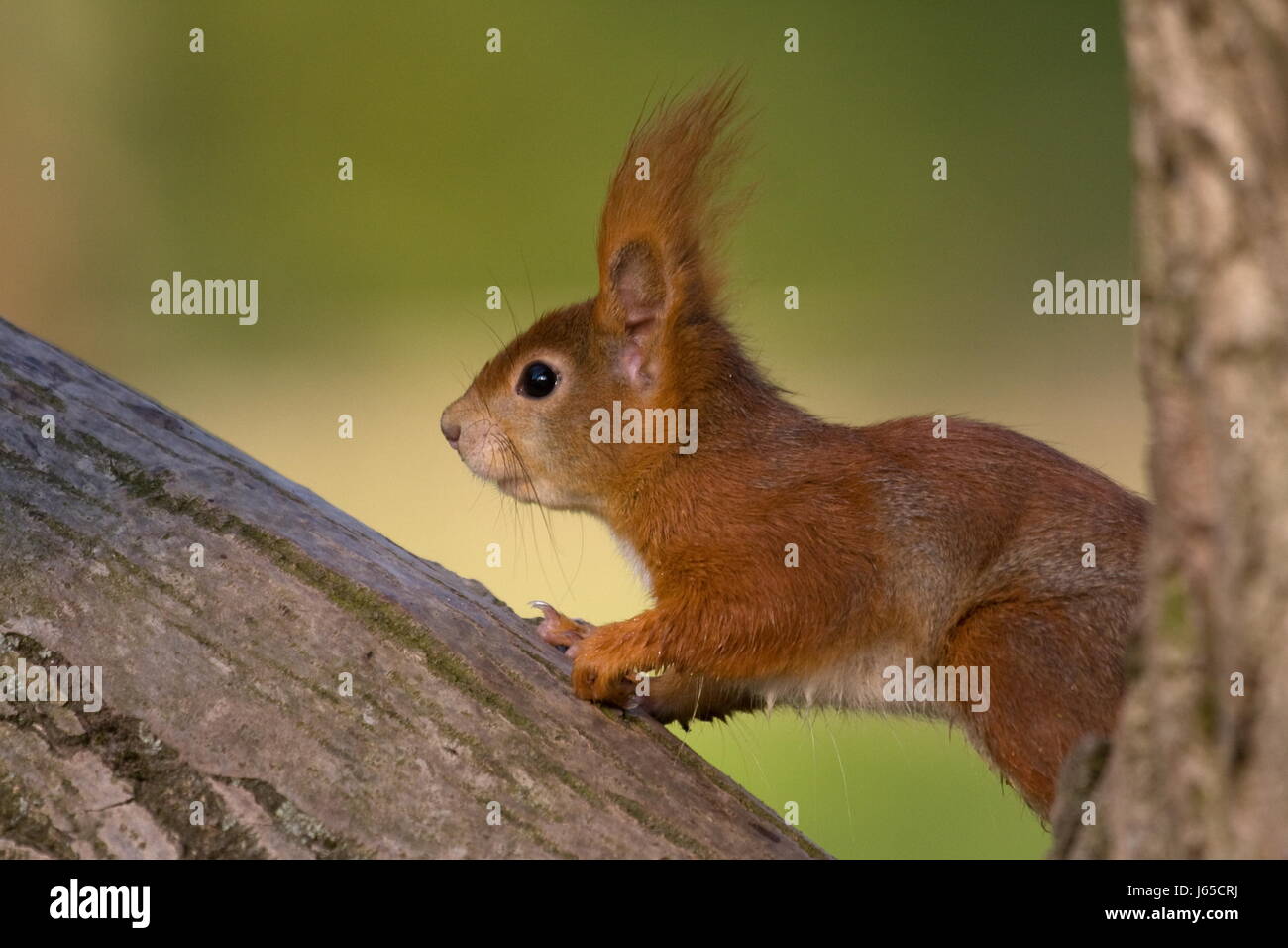 squirrel trunk rodent ears rise climb climbing ascend uphill tread ...