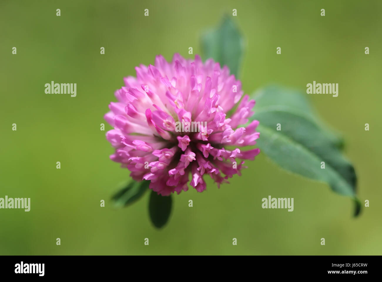 Pink clover flower Stock Photo - Alamy