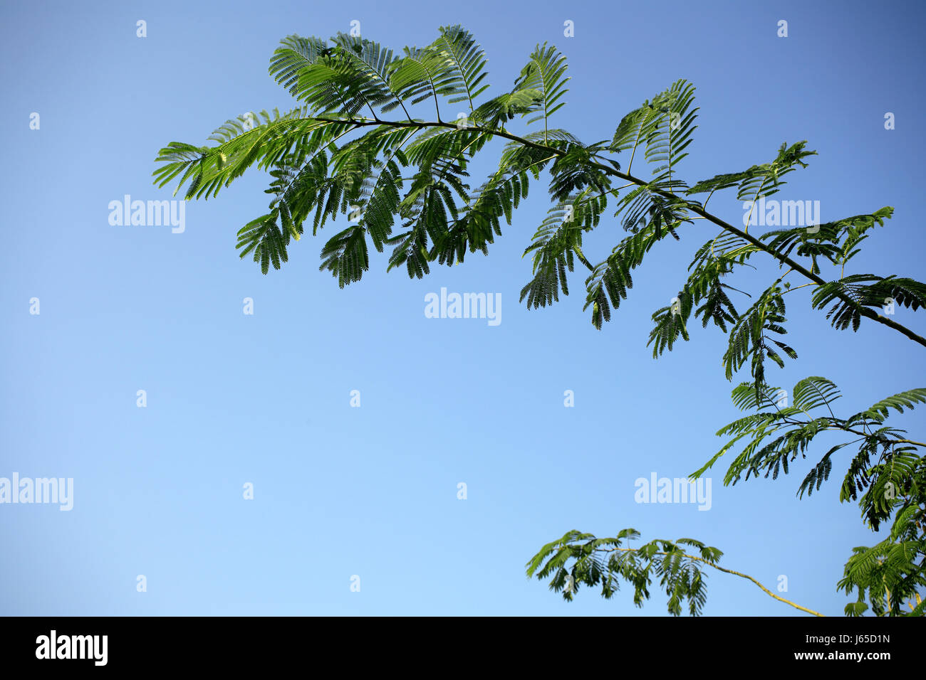tree leaves spring bouncing bounces hop skipping frisks jumping jump ...