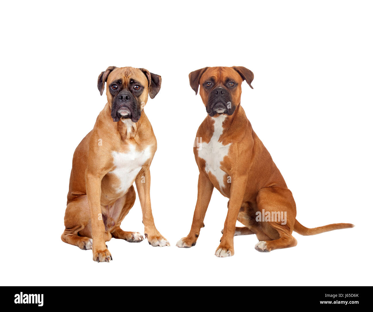 Two beautiful boxer dogs sitting isolated on a white background Stock ...