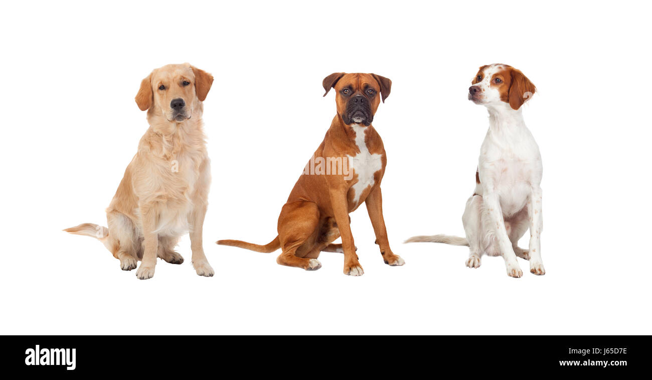Beautiful full portrait of three dogs isolated on a white background ...