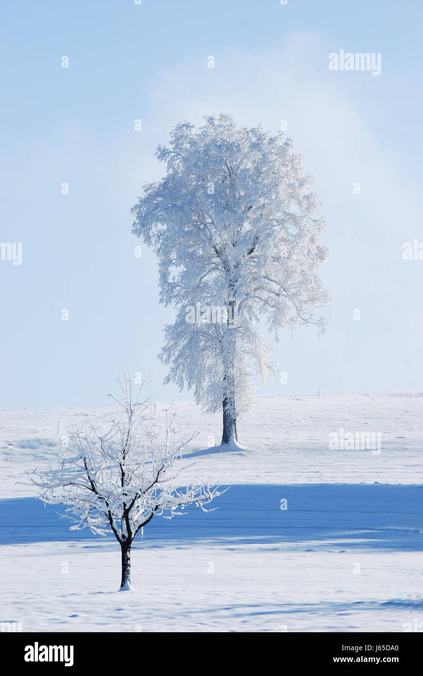 tree trees winter cold frost winter landscape snow tree trees winter ...