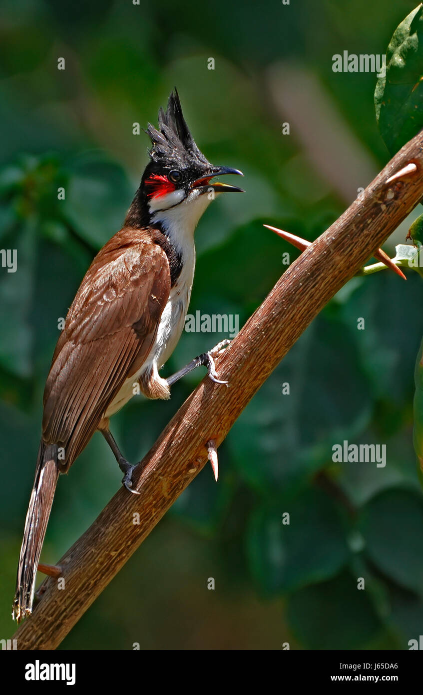 bird birds coloured feathering beautiful beauteously nice bird coloured ...