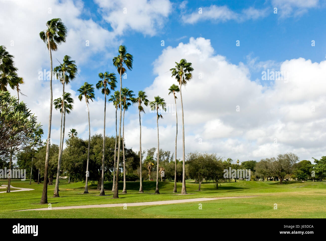sport sports game tournament play playing plays played park palm tree ...