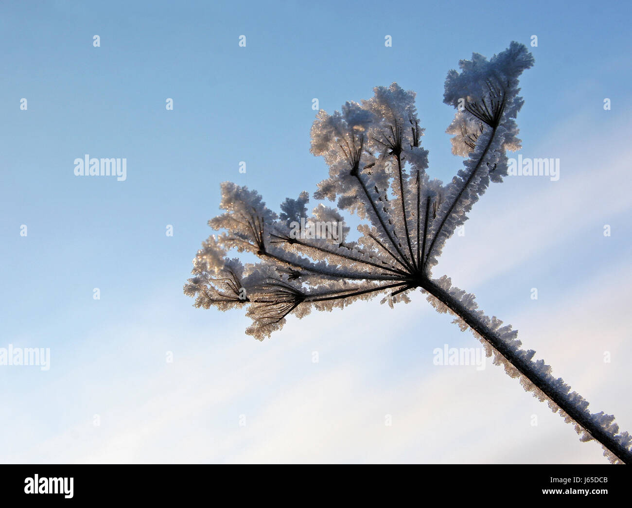 winter ice blade crystals firmament sky snow plant plant winter cold ...
