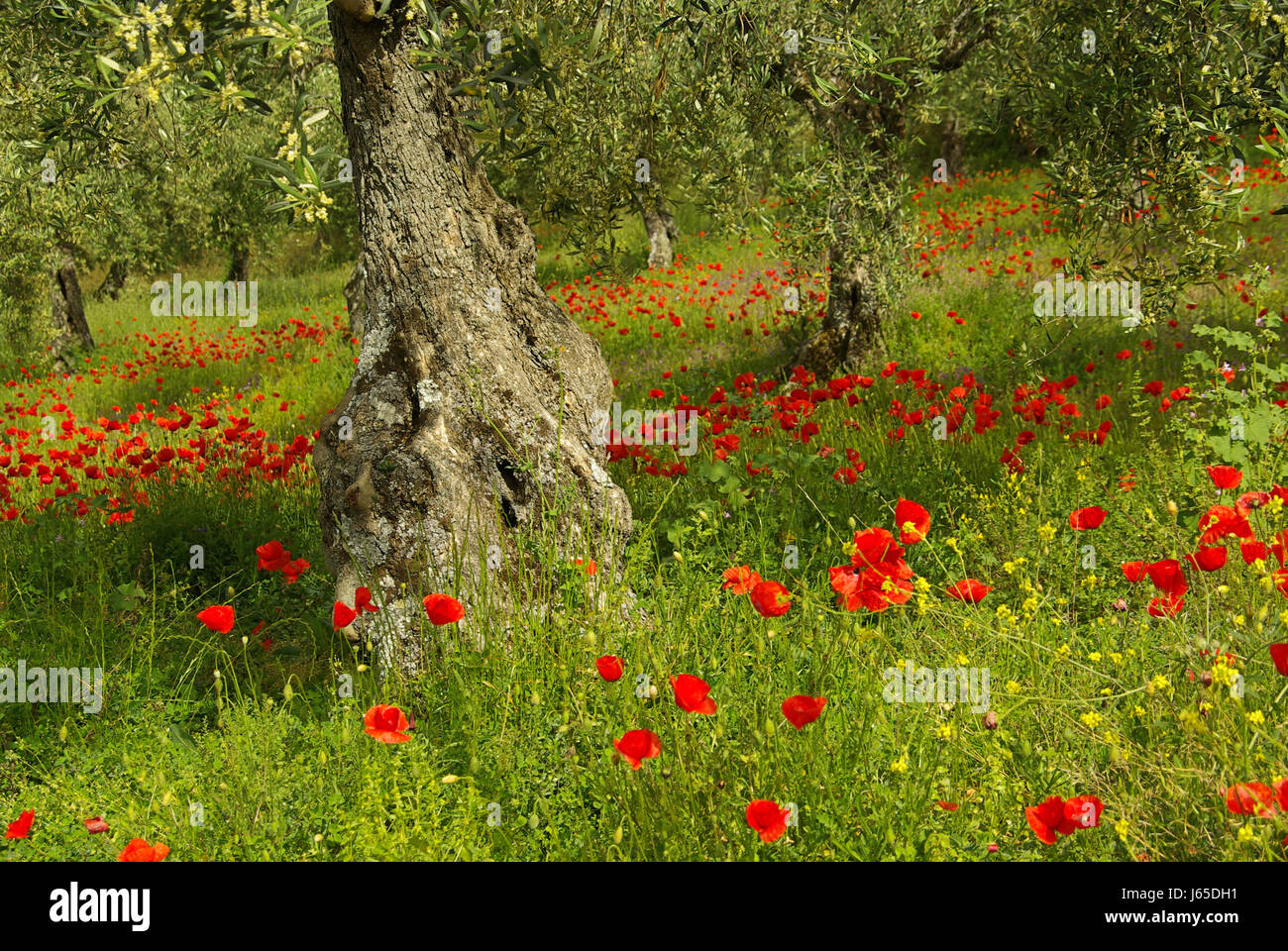 flower plant flowers poppy corn poppy olive olive-tree tree flower ...
