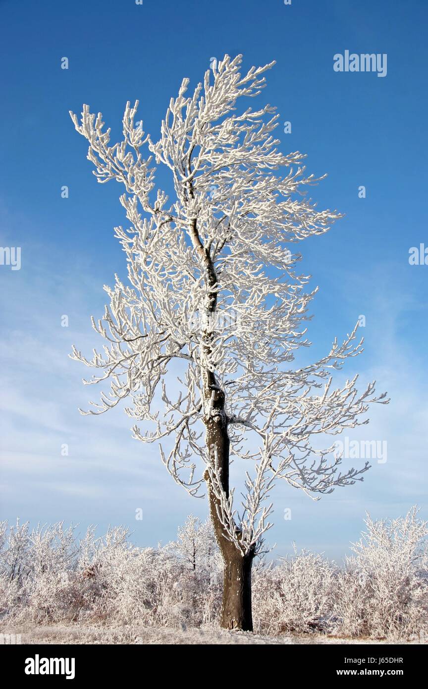 in coat of ice Stock Photo - Alamy