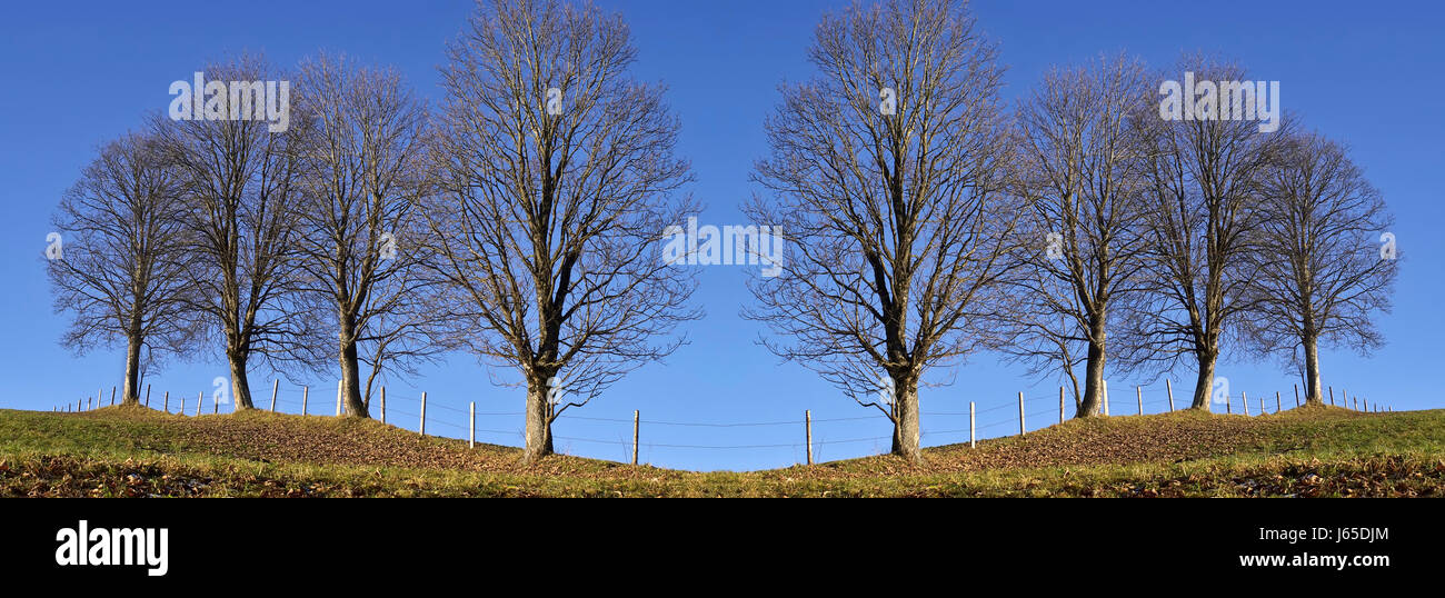 website header - tree landscape Stock Photo - Alamy