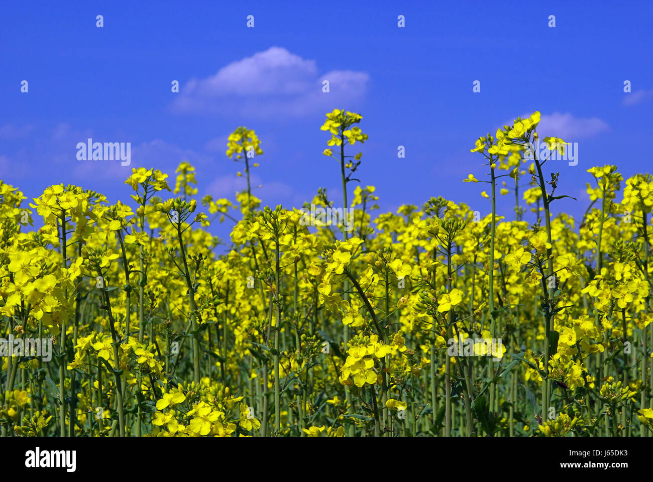 raps - rapeseed 14 Stock Photo - Alamy