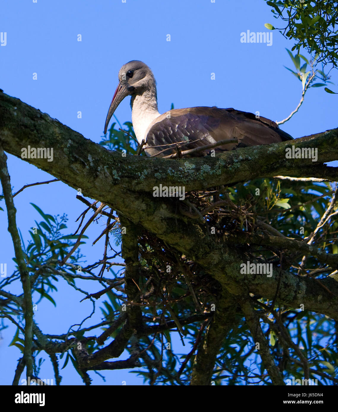 ibis nest in tree Stock Photo - Alamy