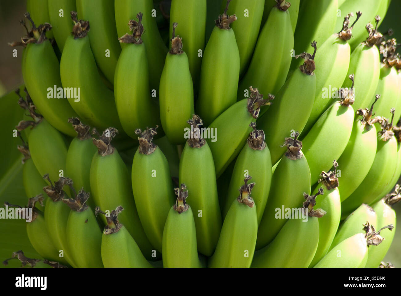 green fruit immature infantile childish bananas shrub green fruit ...