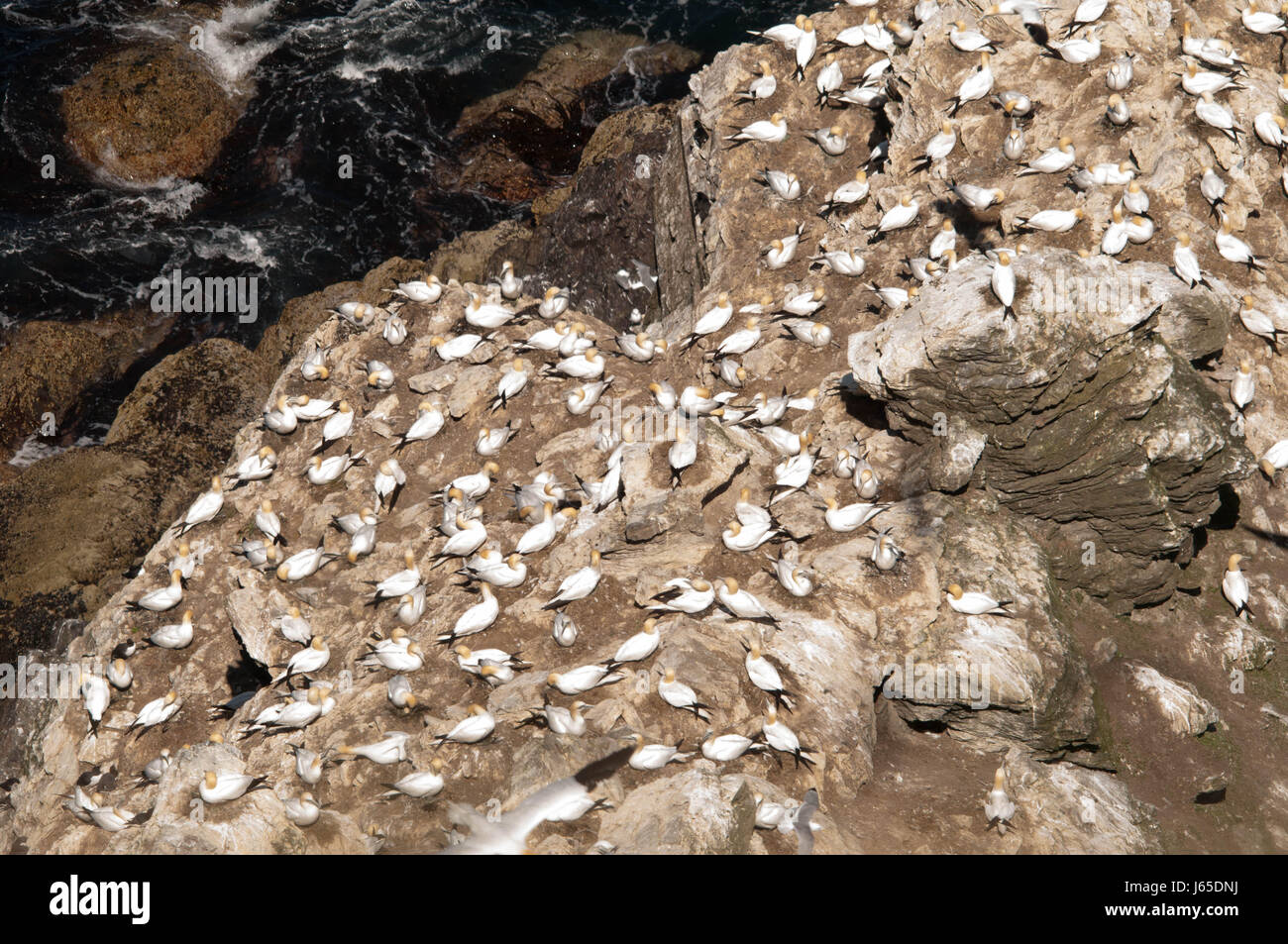 Mating northern gannet hi-res stock photography and images - Alamy