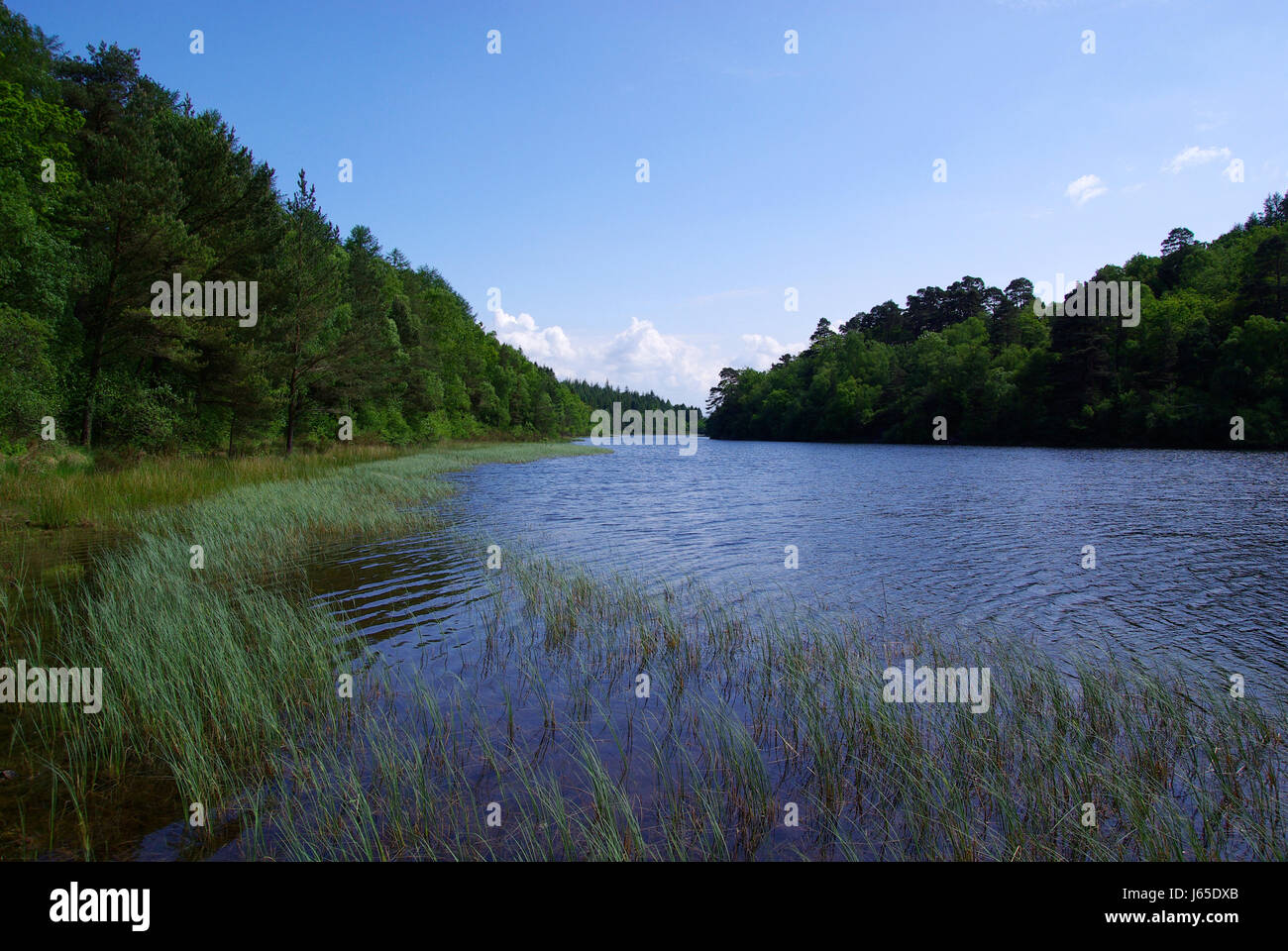 waters fresh water pond water lake inland water forest waters summer ...