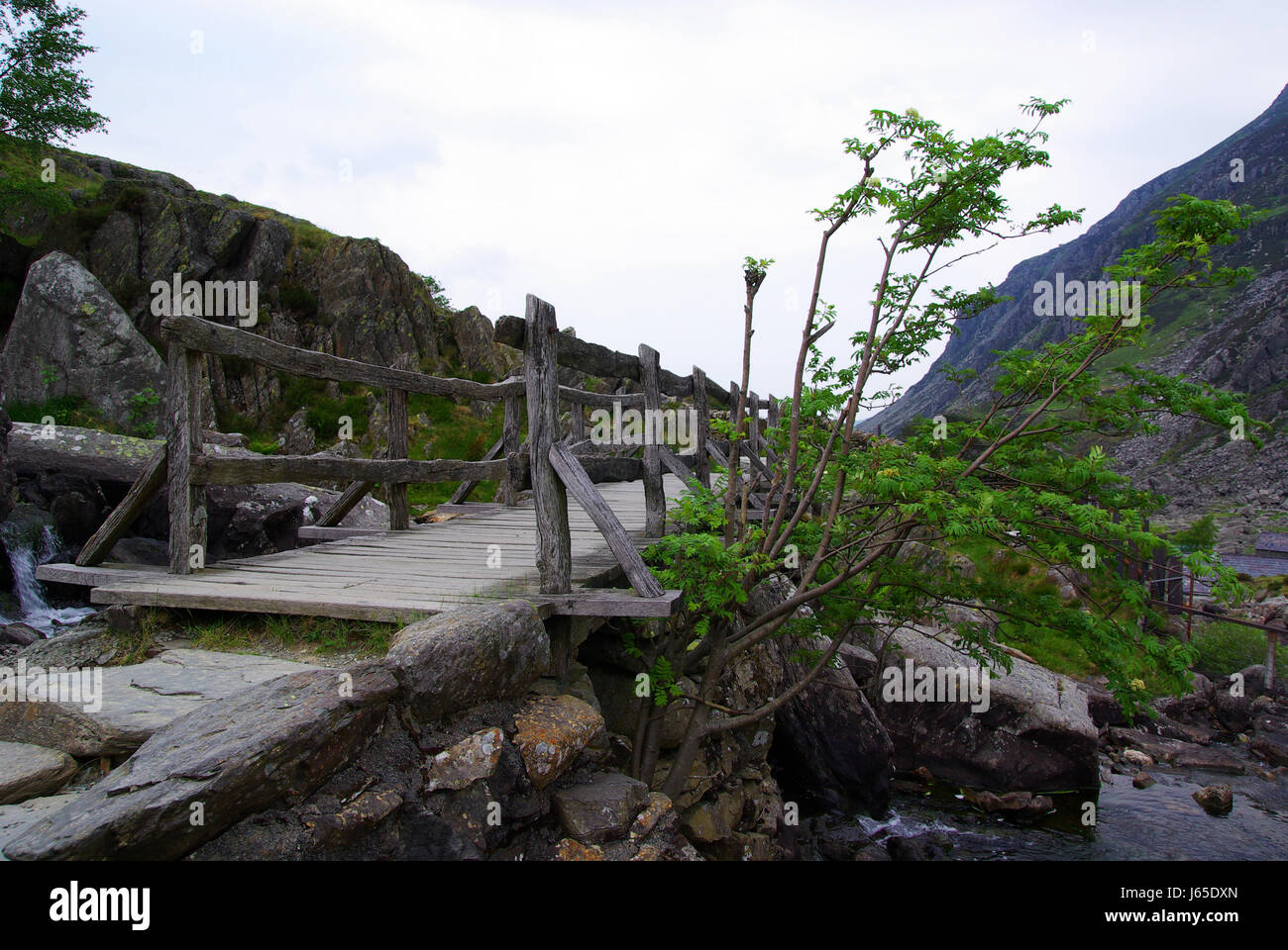 wood bridge stream current of the river river water boardwalk tree ...