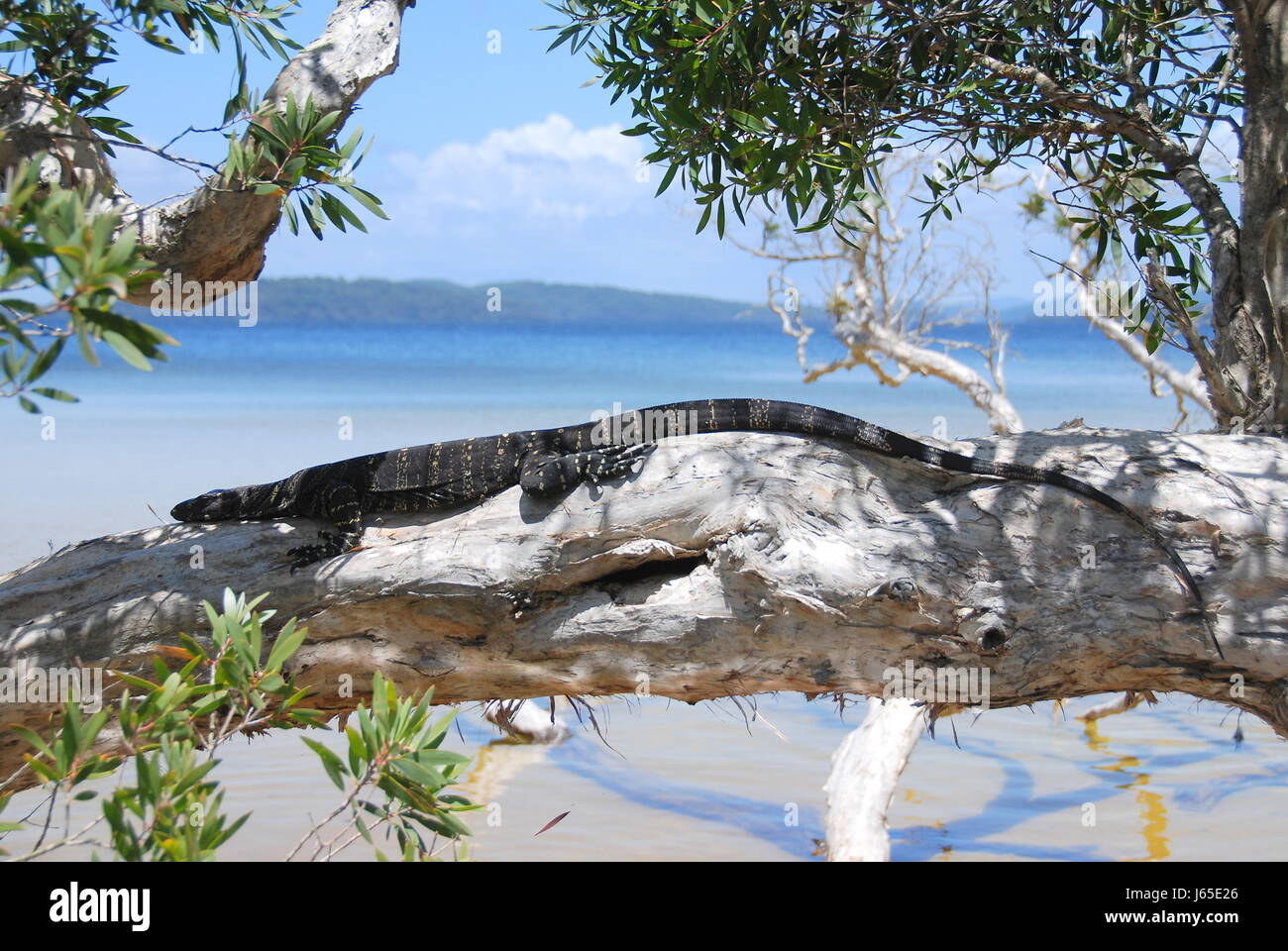 Guano tree hi-res stock photography and images - Alamy