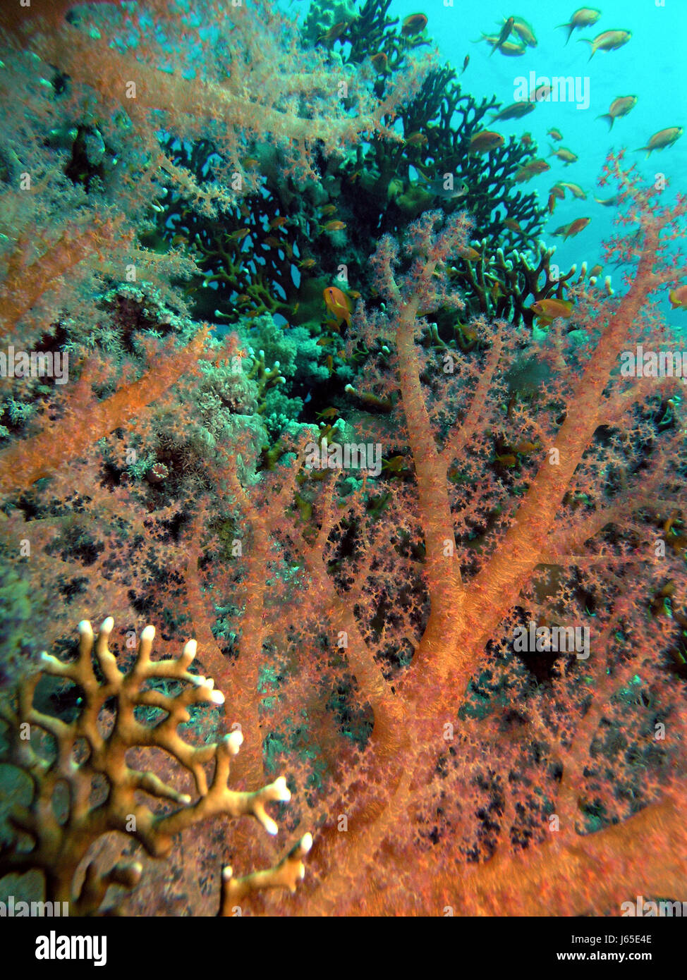 Fine coral structures hi-res stock photography and images - Alamy