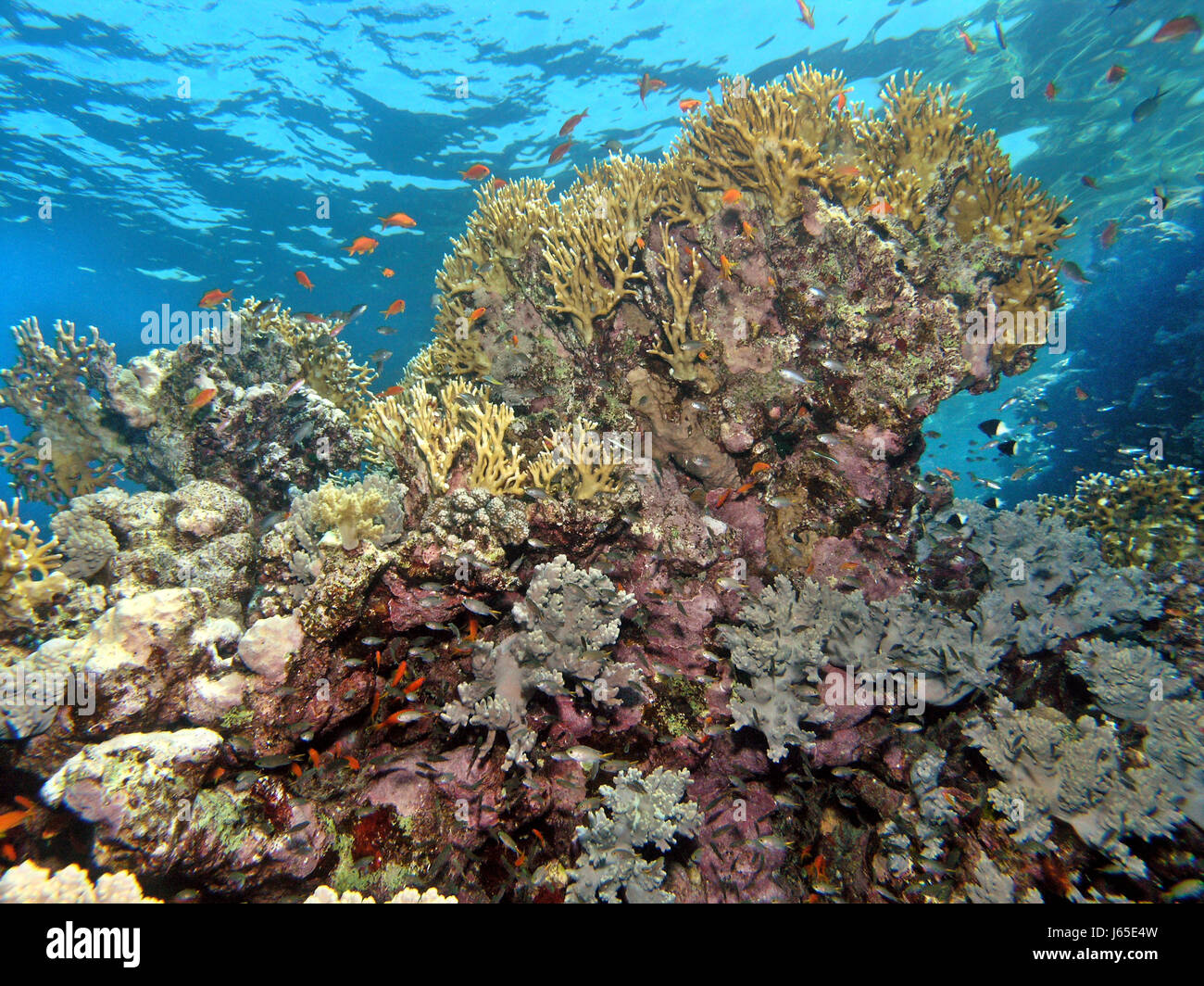 Fine coral structures hi-res stock photography and images - Alamy