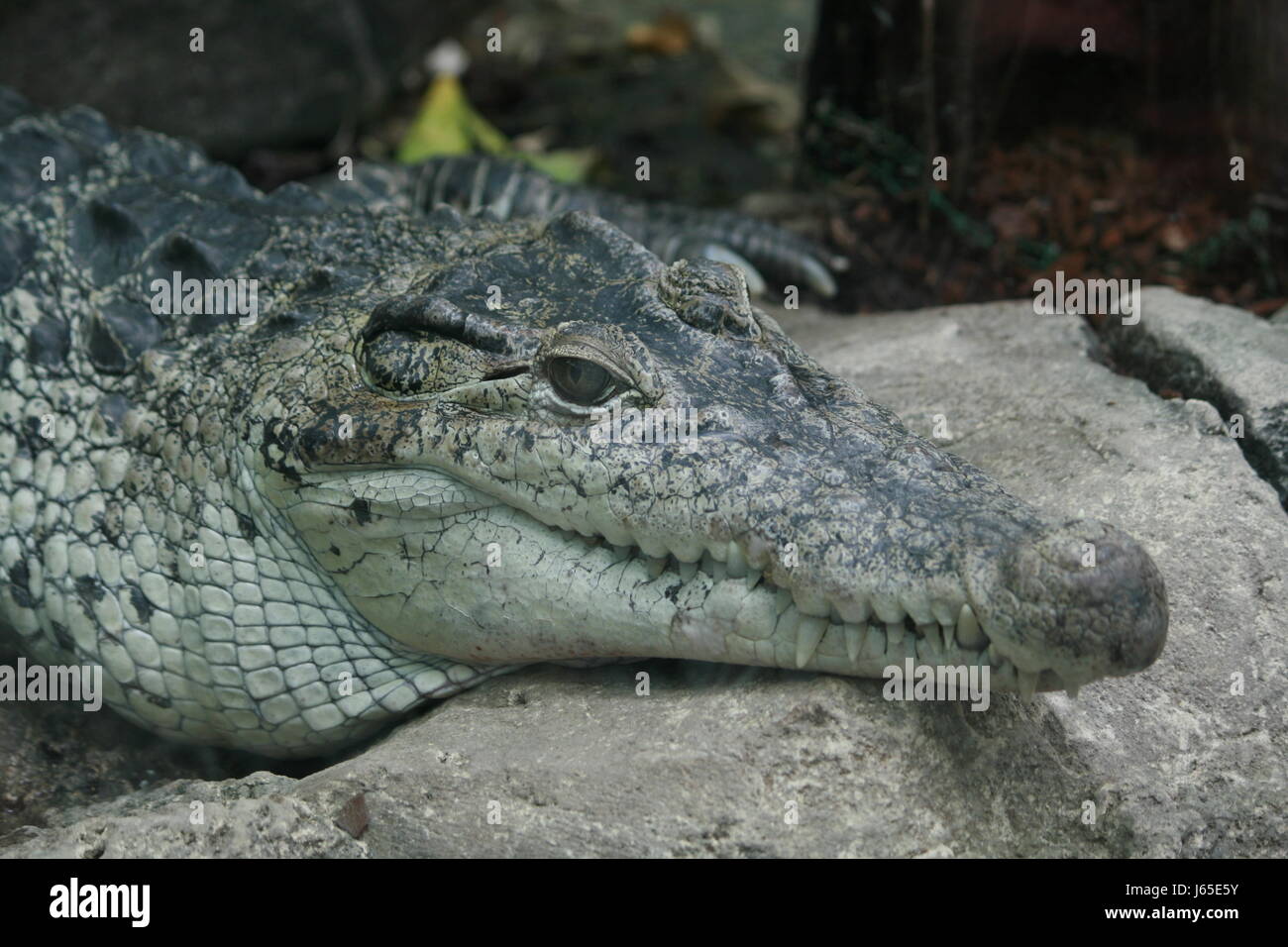 Sad crocodile hi-res stock photography and images - Alamy