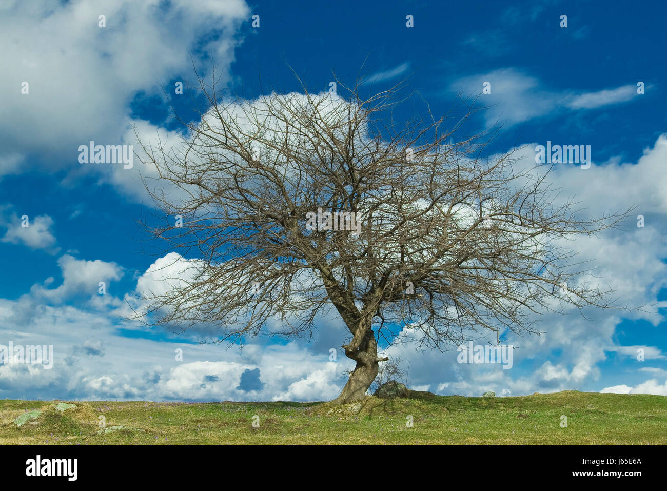 blue tree landscape scenery countryside nature clouds firmament sky ...