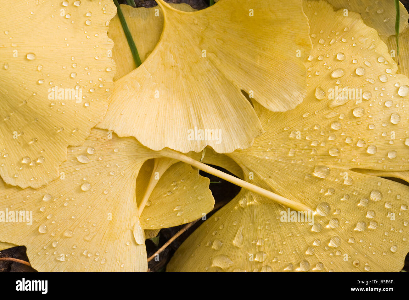 leaves november fall foliage nature drop drip drops seeping sopping ...