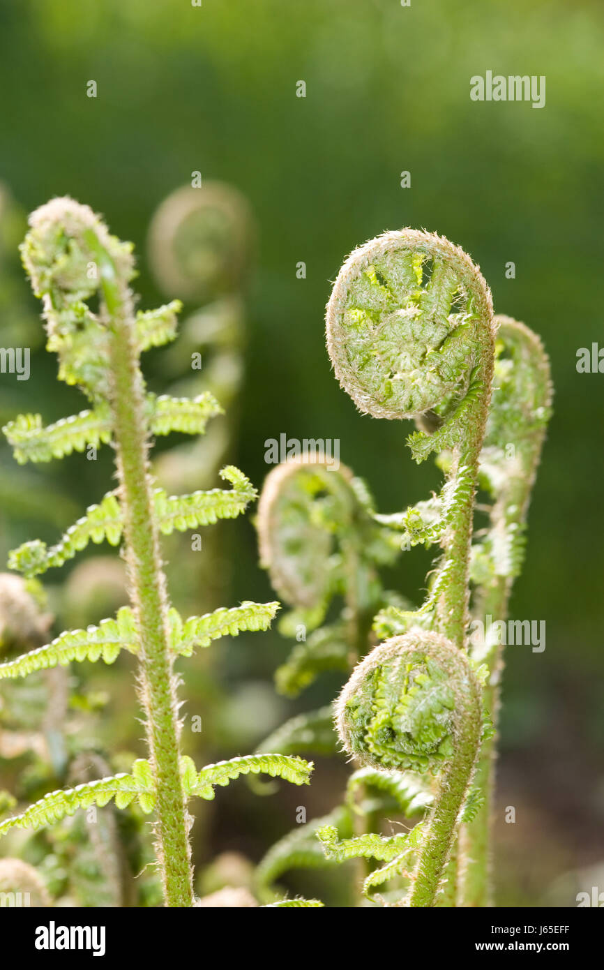 fern rolled unrolled plant green leaves flora stalk fern blades rolled ...
