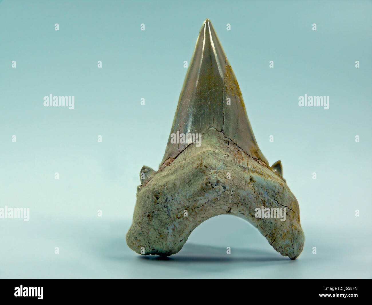 tooth fossil shark tertiary bit tooth morocco bite fossilization fossil ...