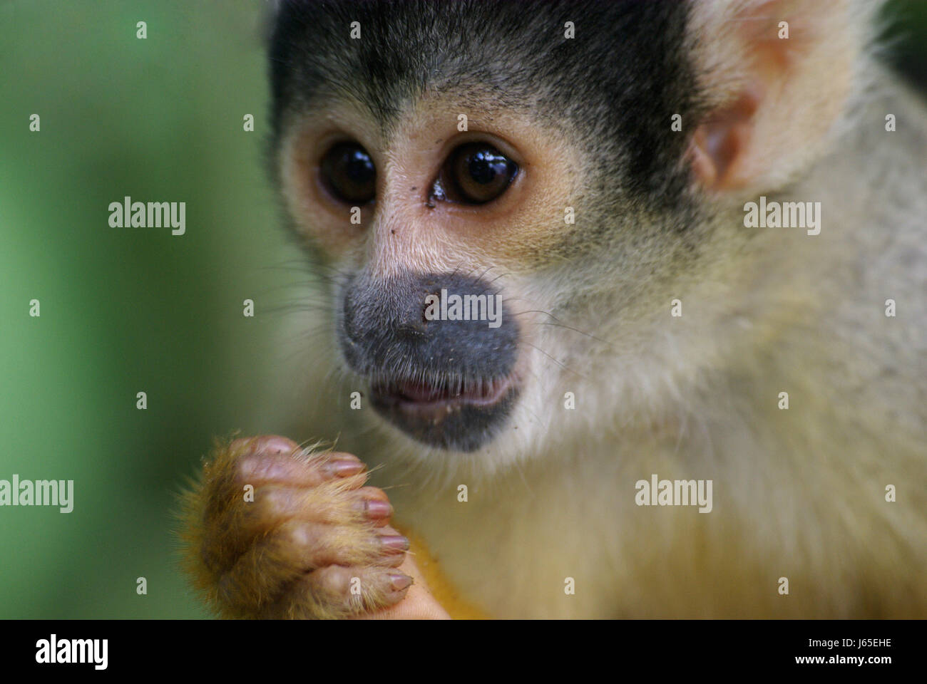 monkey bolivia animal face monkey virgin forest eyes look glancing see ...