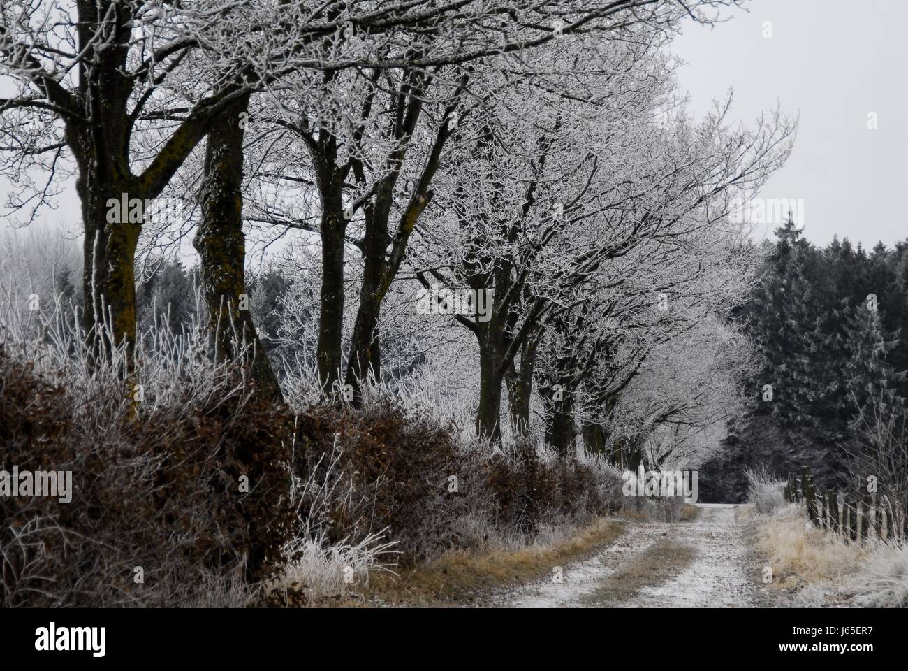 tree winter frost hoarfrost path way book tree trees cold ice fence ...