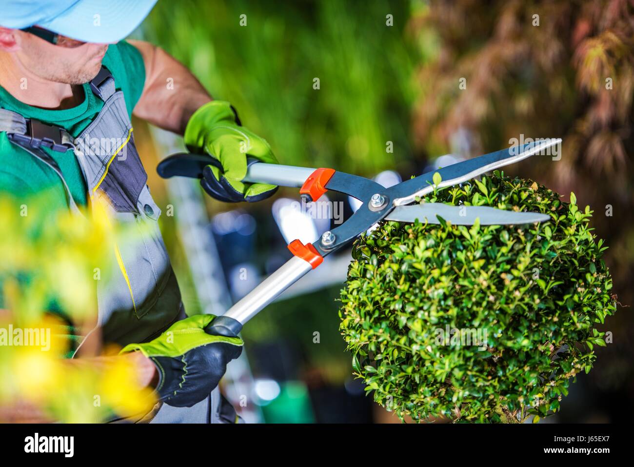 Gardener Trimming Plants. Topiary Work. Passion For Plants Concept ...