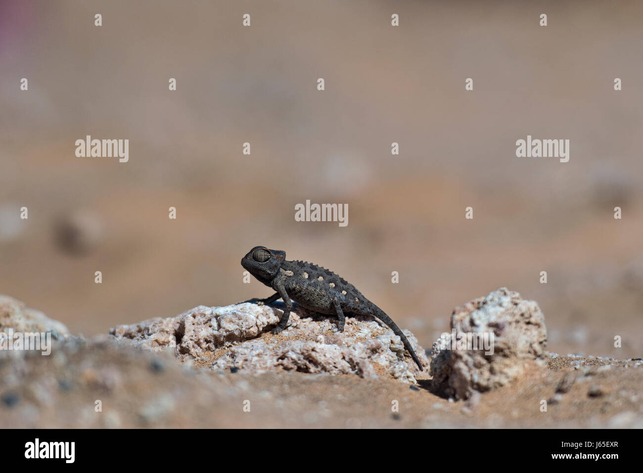 Camaleonte di Namaqua (Chamaeleo namaquensis), Namaqua Chameleon Stock ...