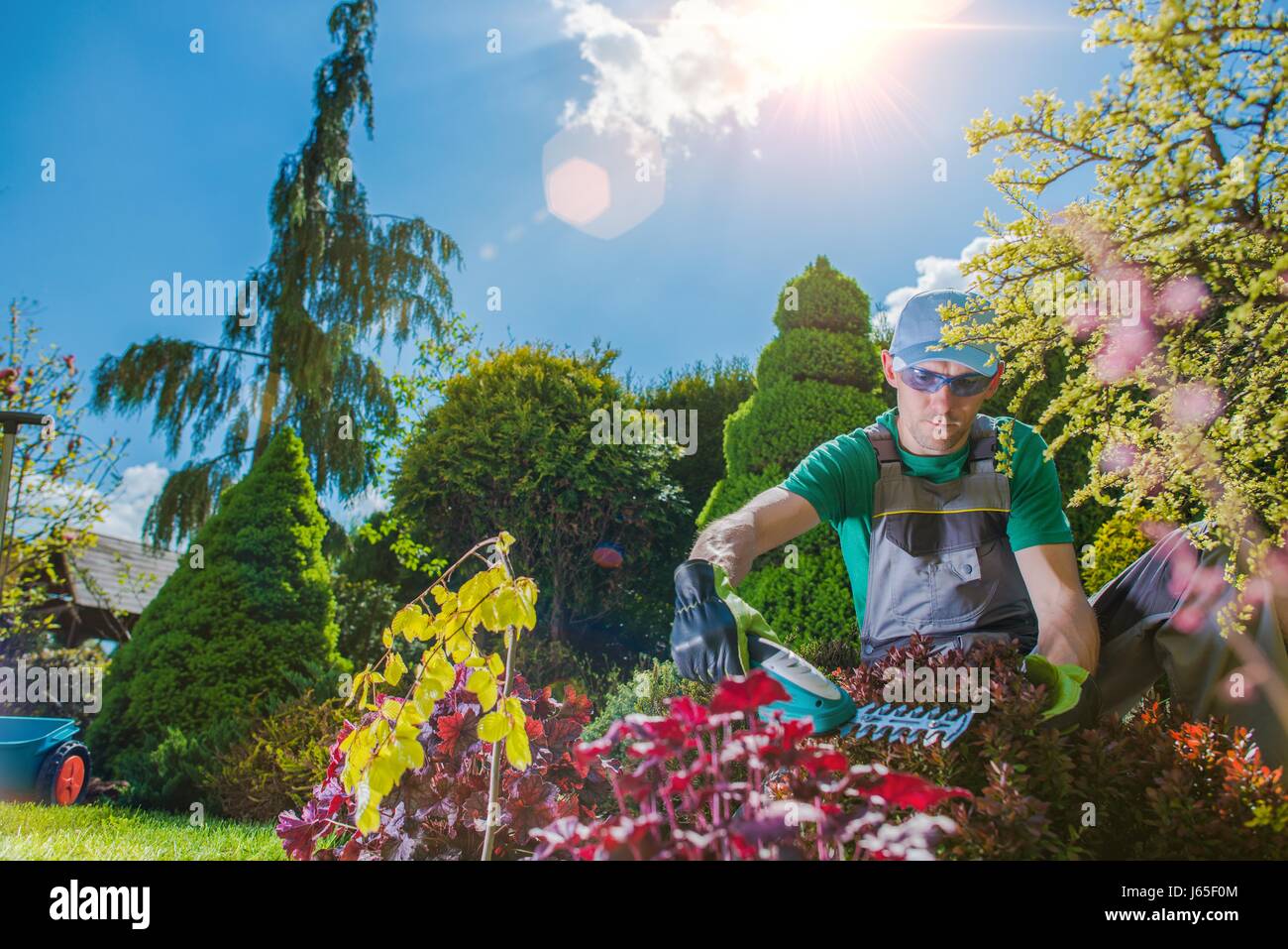 Professional Gardener at Work Trimming Garden Plants During Spring ...