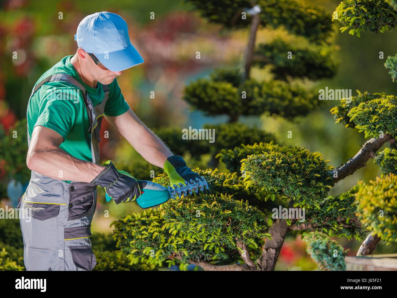 Topiary Gardener Plant Shaper at Work. Professional Gardener in the ...
